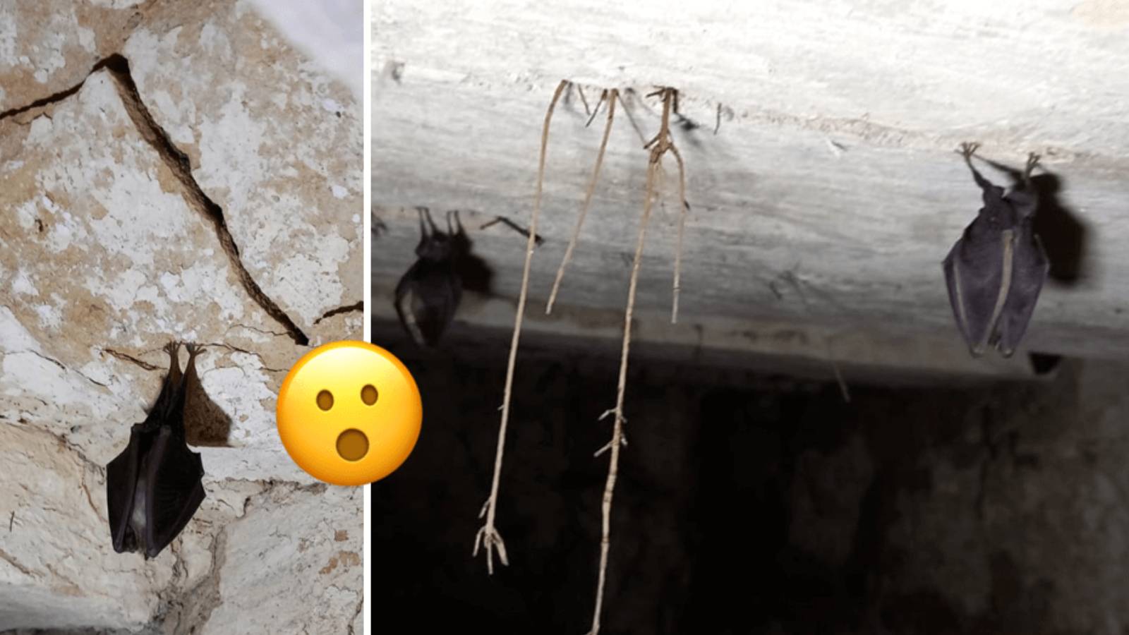 A rare encounter! Lesser Horse-Shoe Bat spotted at Malta’s Buskett