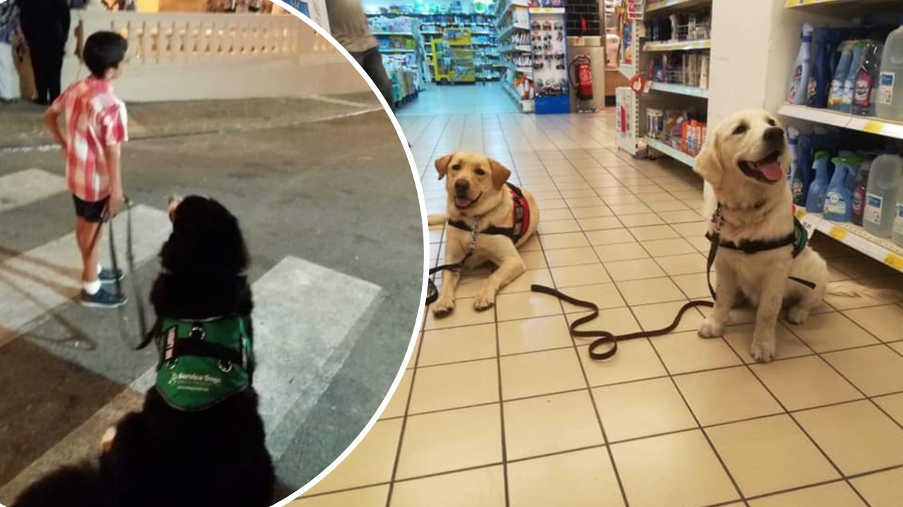 Adorable service dog lends a helping paw at local festa and it's the ...