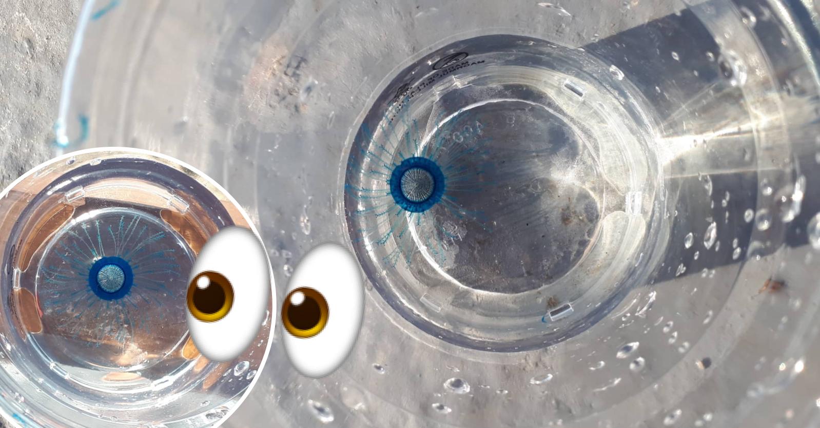 Cute as can be! Harmless ‘blue button’ jellyfish spotted in Maltese waters