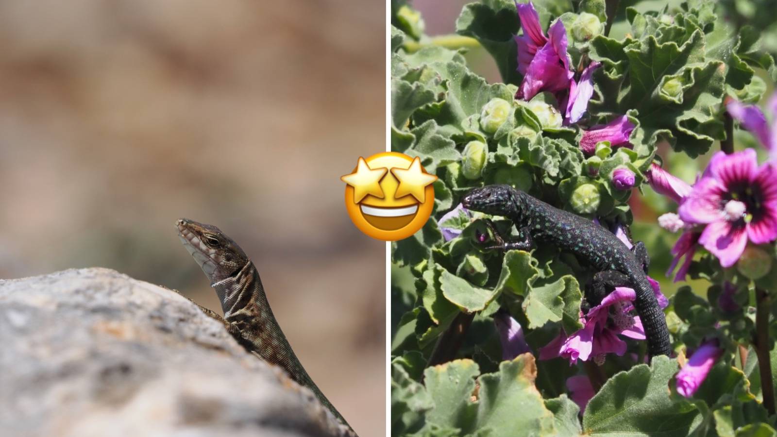 Hey there, gremxula! Did you know that the Maltese Wall Lizard is an ...