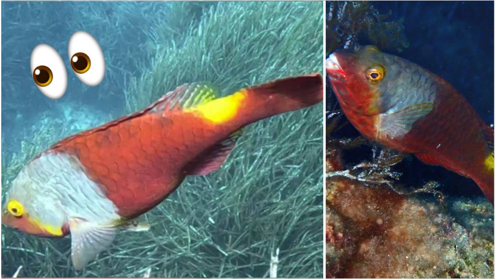 The colourful parrotfish: A vital guardian of Malta’s underwater world