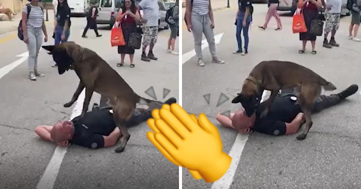 WATCH: Dog gives CPR to police officer at the University of Malta