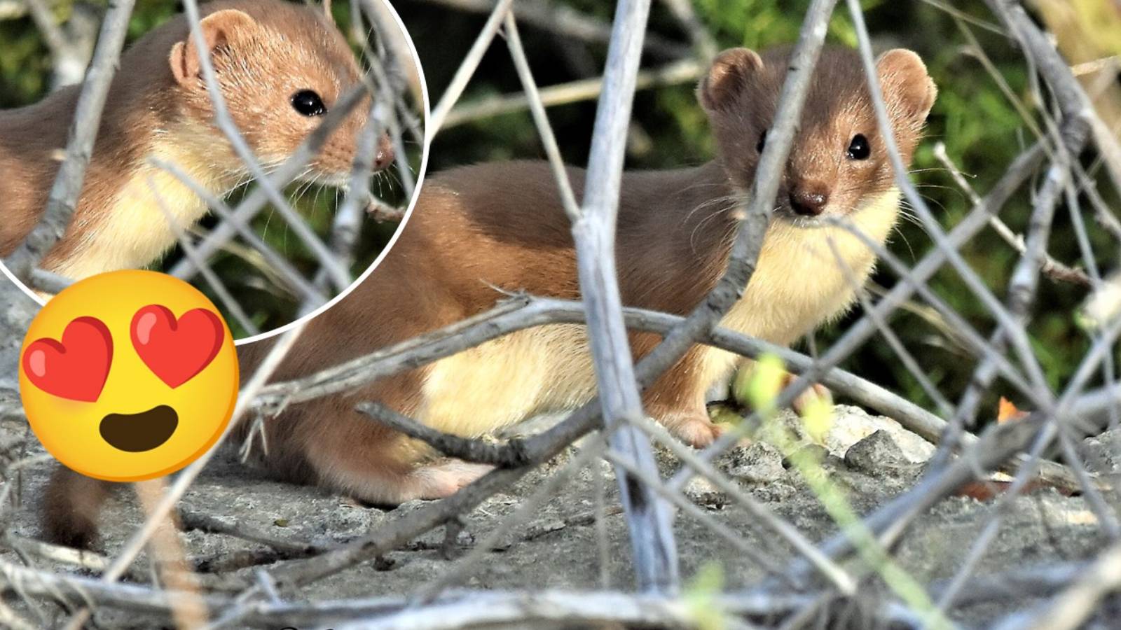 Wild encounter! Rare weasel spotted in Maltese countryside