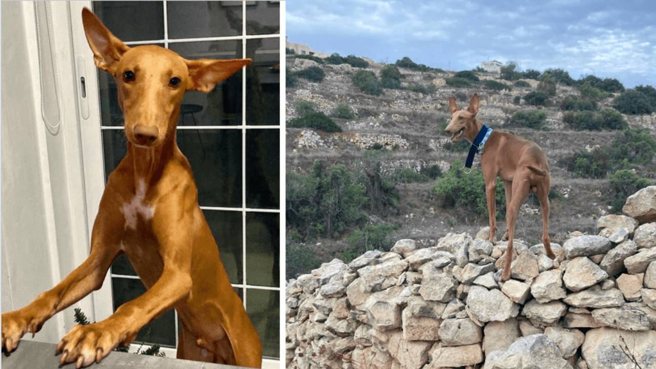 Here’s all about Malta’s national dog – ‘Il-Kelb tal-Fenek’