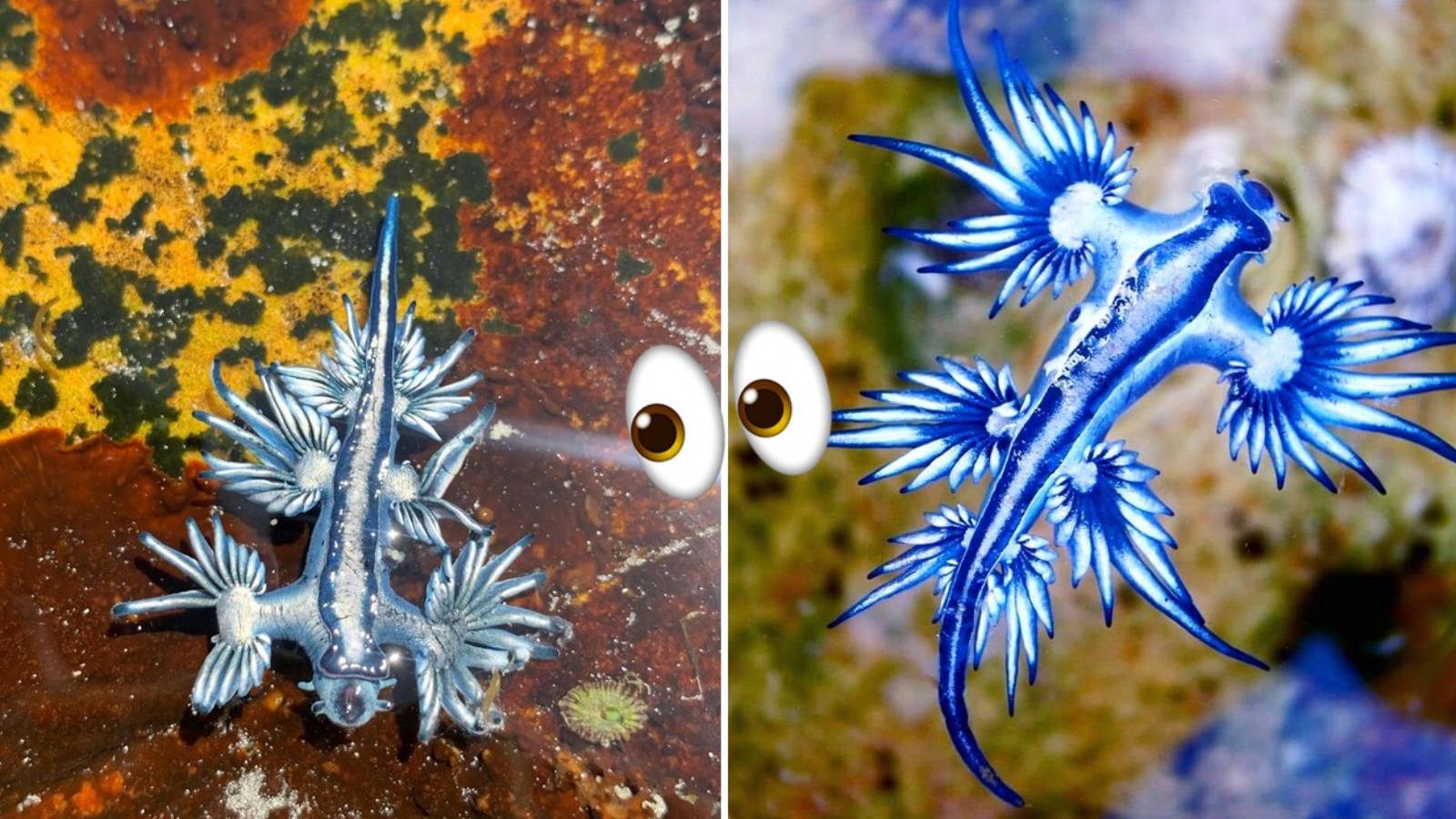 A stunning stinger! Maltese marine biologist sheds light on rare ...