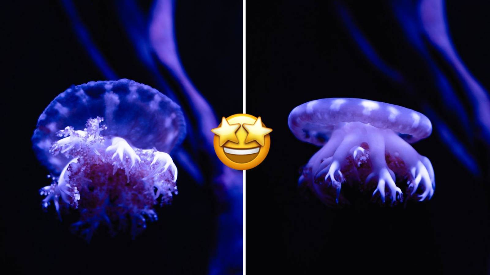 Wow! Check out these magnificent photos of upside-down jellyfish in Malta