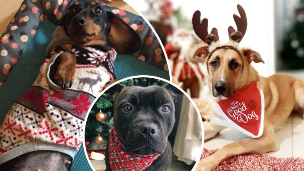 Merry Pawsmas! 10 festive local doggos in the cutest Christmas outfits