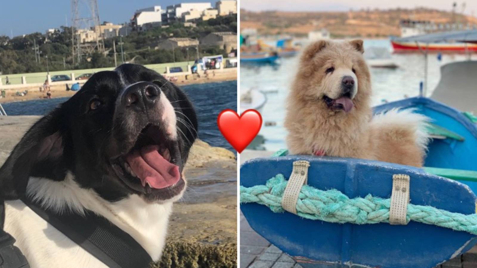 Woof! These are Malta's SIXTEEN dog-friendly beaches