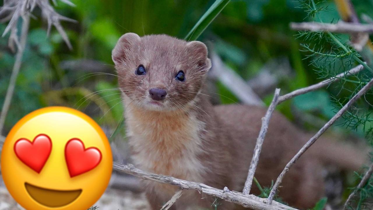 No way! Lucky local photographer encounters Maltese weasel that popped ...