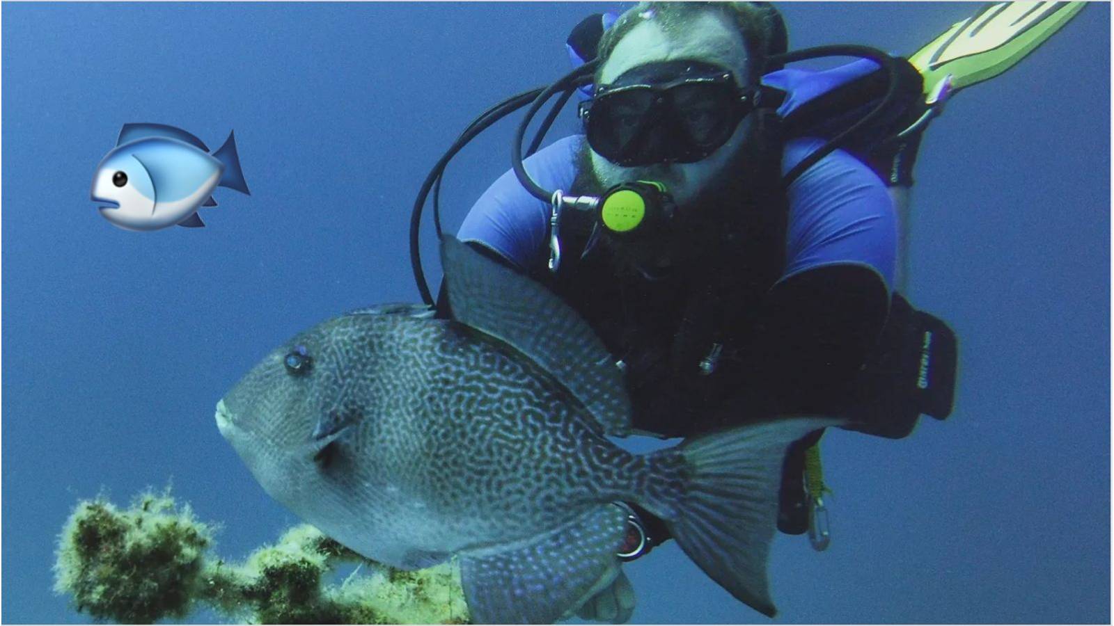 Meet the Grey Triggerfish: Malta’s tough and tenacious reef resident