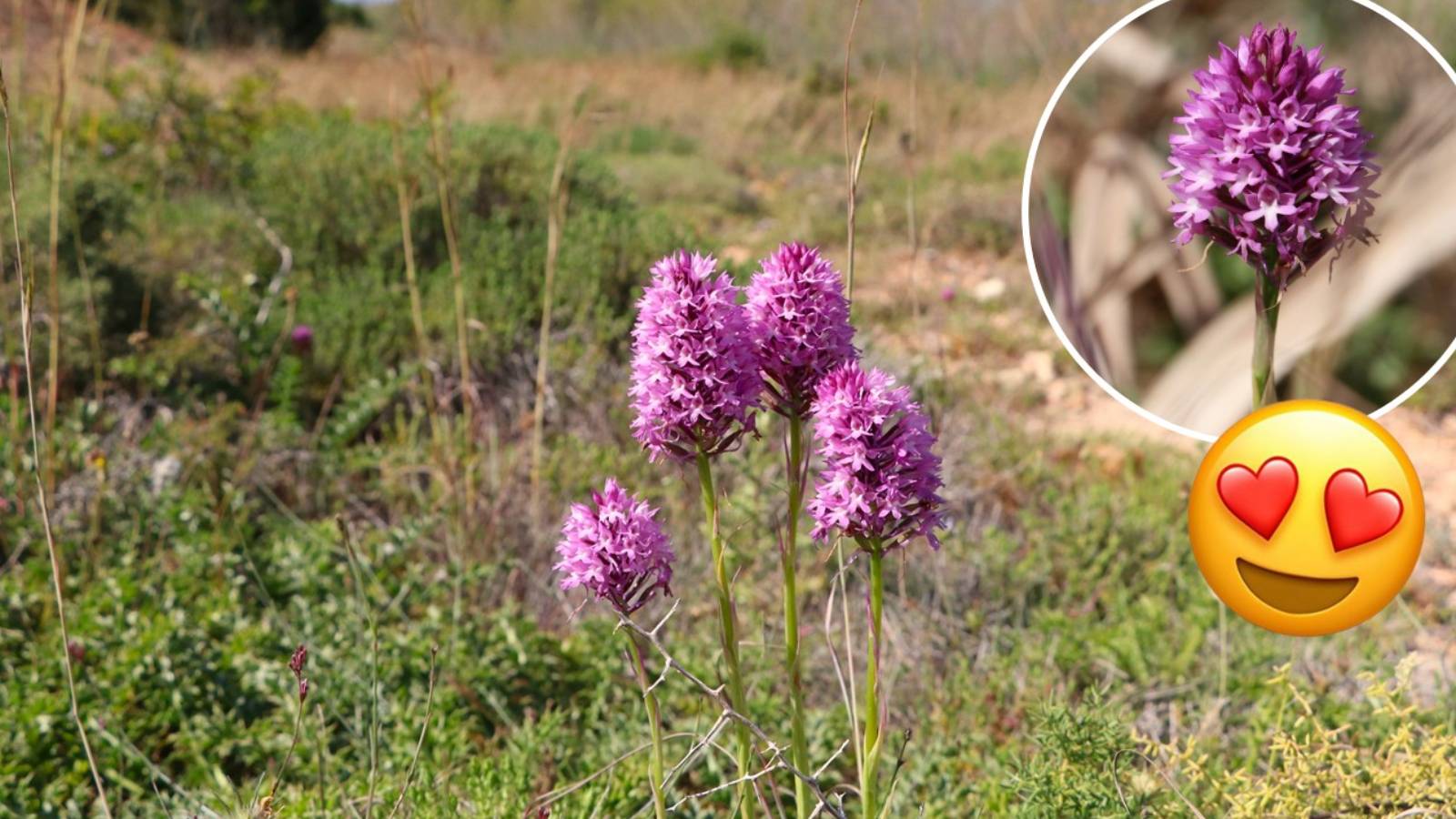 Spring’s crown jewel! The Pyramidal Orchid blooms across the Maltese ...