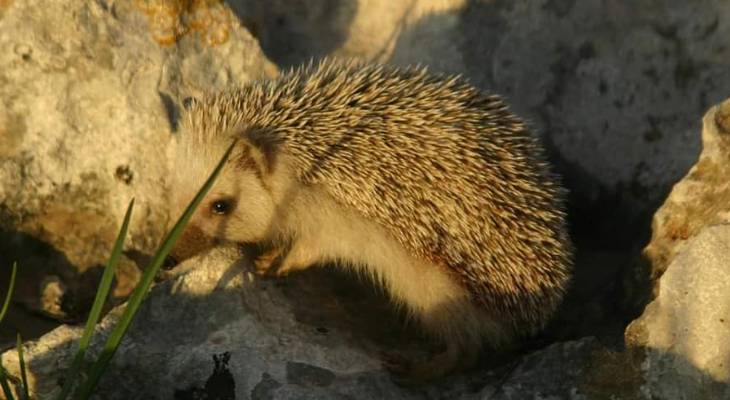 Hey buddy! This hedgehog posing for photos at dawn will truly make your day