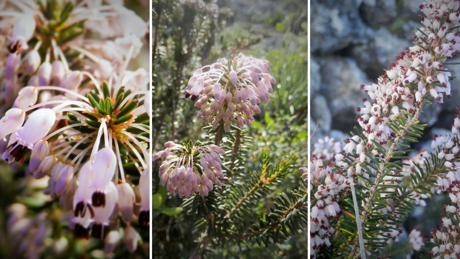 The Mediterranean Heather! Discovering the charms of this floral beauty ...