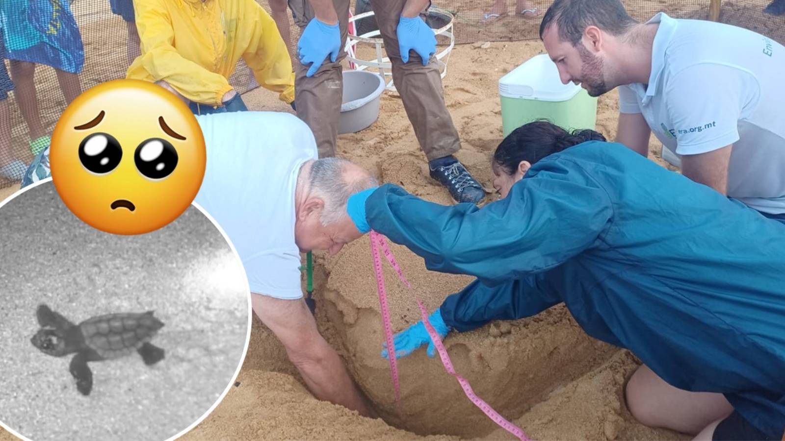 Turtle mania! Nest 5 hatches at Gnejna Bay producing a total of 47 ...