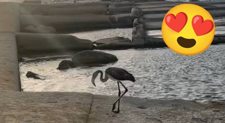 Migration season! Another flamingo spotted on the north coast of Malta