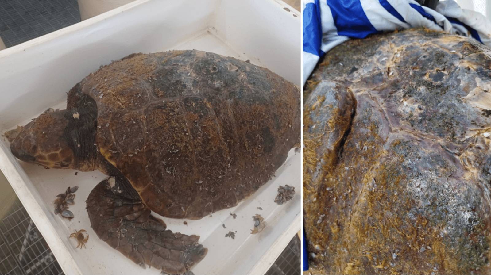 Safe and sound! Turtle hit by boat propeller is rescued from Marsalforn ...