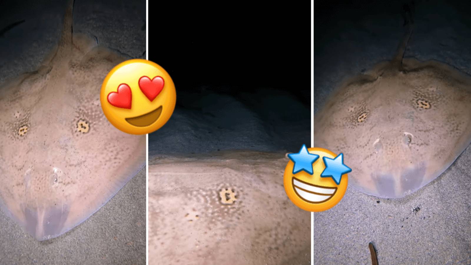 WATCH: Look at her go! Endangered Raja Radula ray spotted in Maltese waters