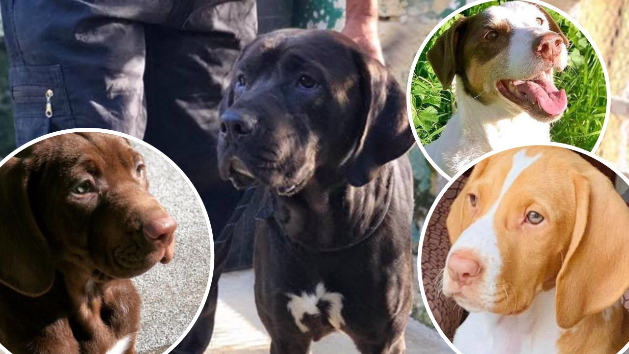 It’s national hug your dog day! Hug these 8 local dogs who need a home ...