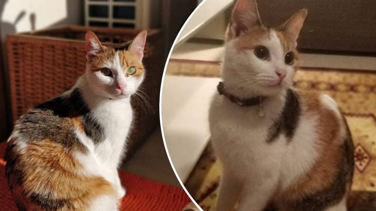 Help return Ruby home! Owner of missing cat makes online plea to locate ...