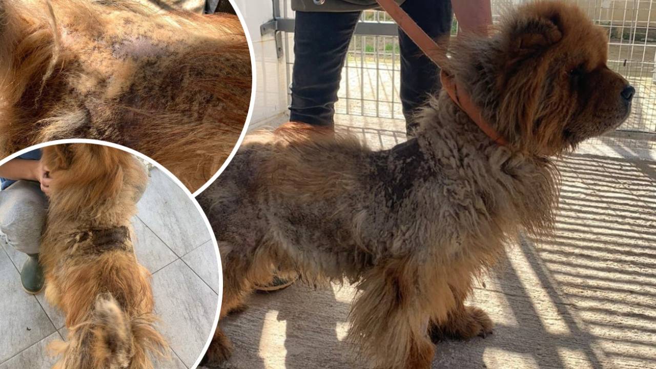 Poor pup! Meet Toby, another confiscated dog from abusive breeder who ...