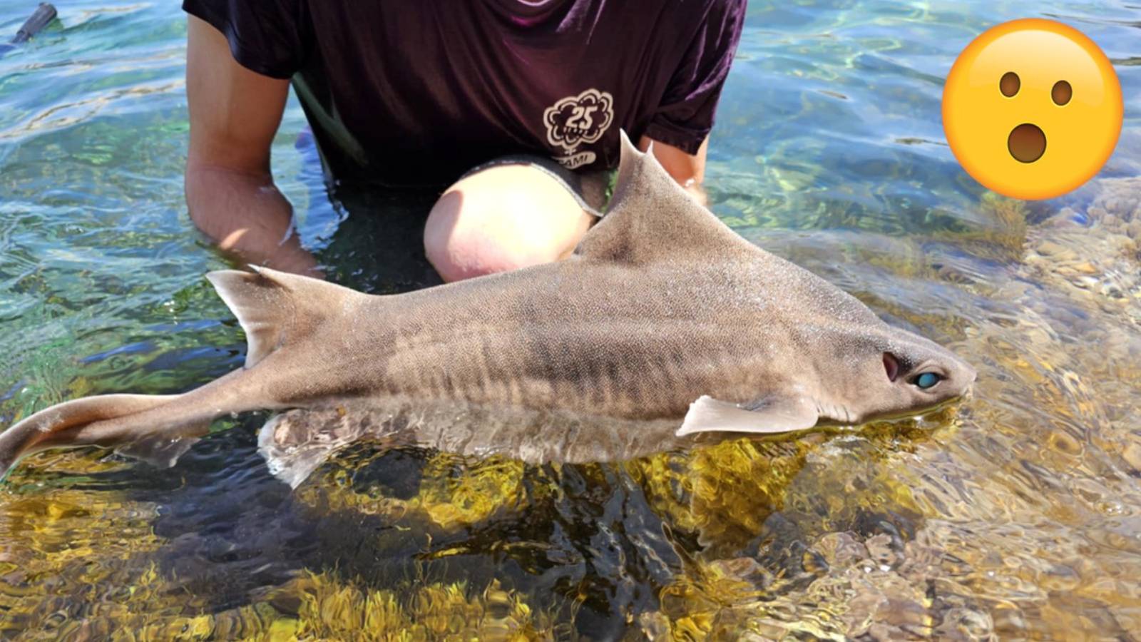 Second chance at sea! Angular roughshark saved from rockpool in Gozo
