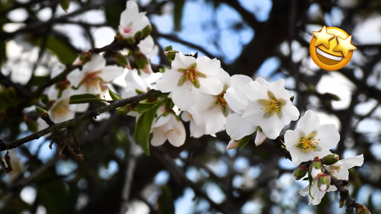 Nature’s marvel! Take a look at Malta's almond trees in all their glory