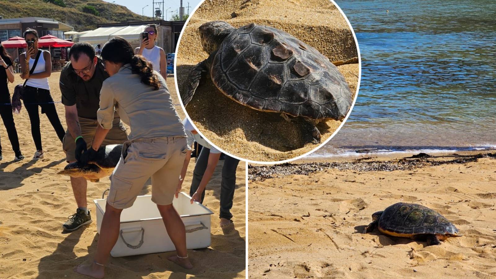 Bon voyage Belle & Manuela! First rehabilitated turtles of 2025 ...