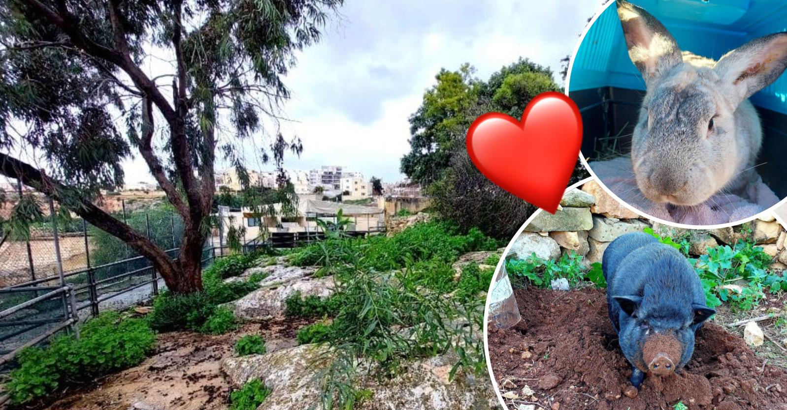 Calling all constructors! Local NGO needs your help to build sanctuary ...