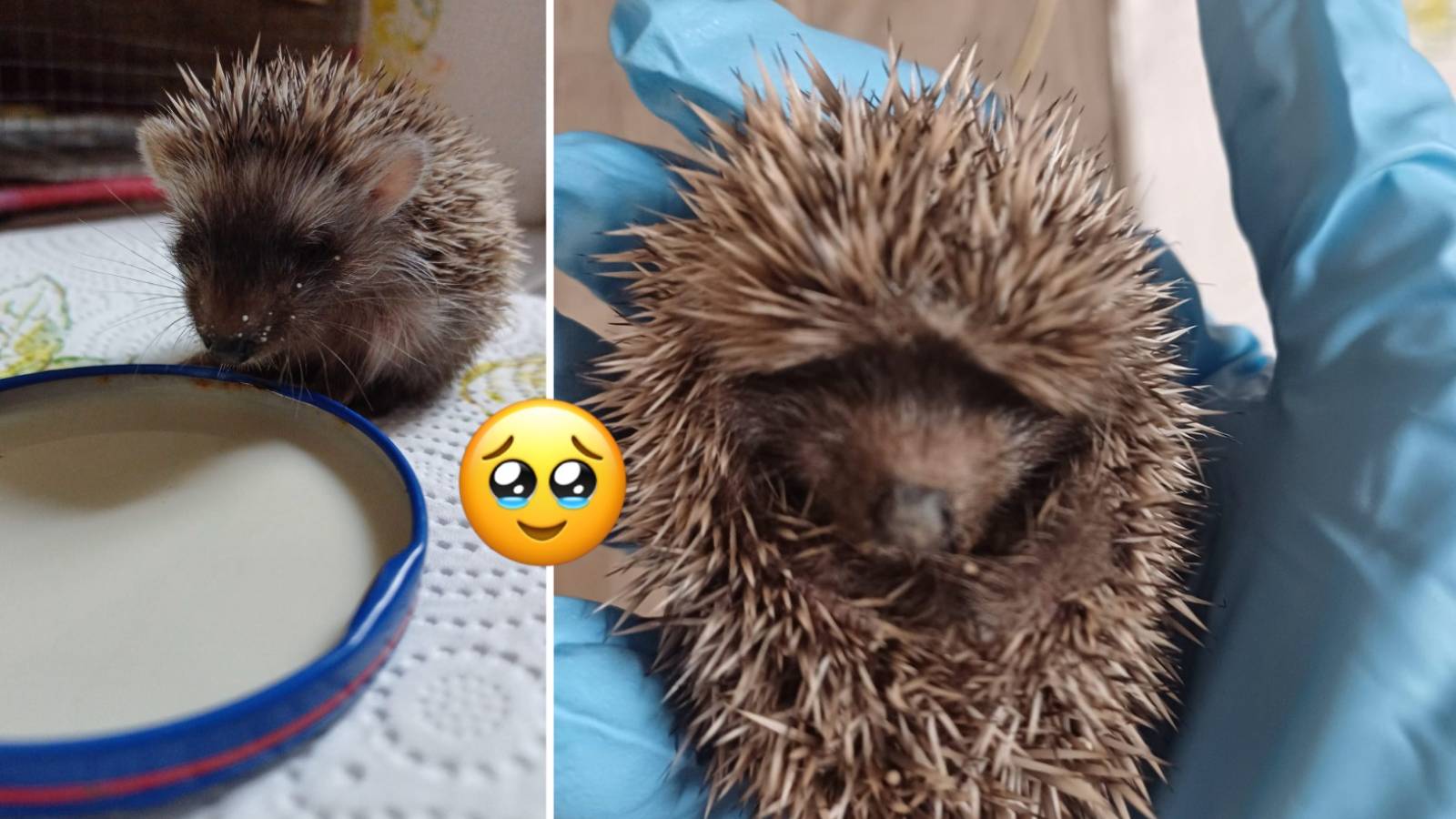 From helpless to hopeful! Meet Sky, a rescued hedgehog found stranded ...