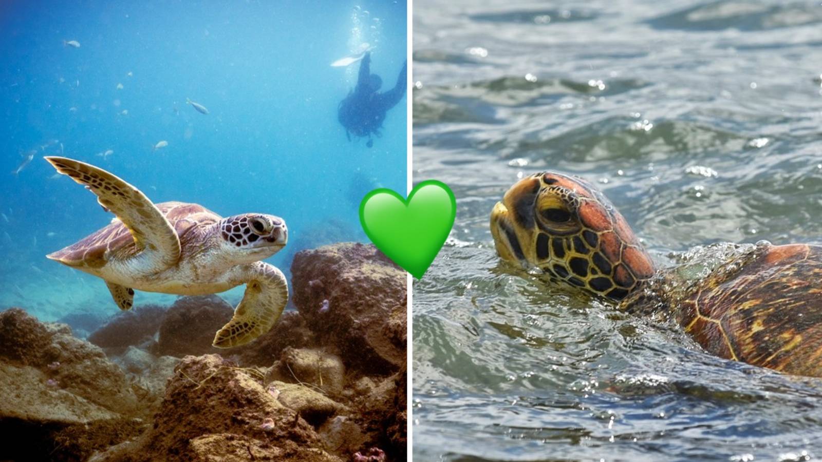Happy Sea Turtle Day! These are the species you might spot in Malta and ...