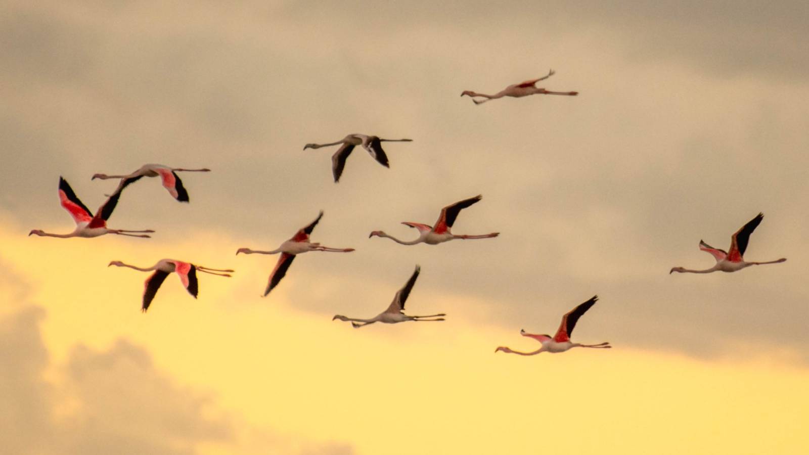 WOW! Local photographer captures a flock of flying flamingos during this morning’s sunrise