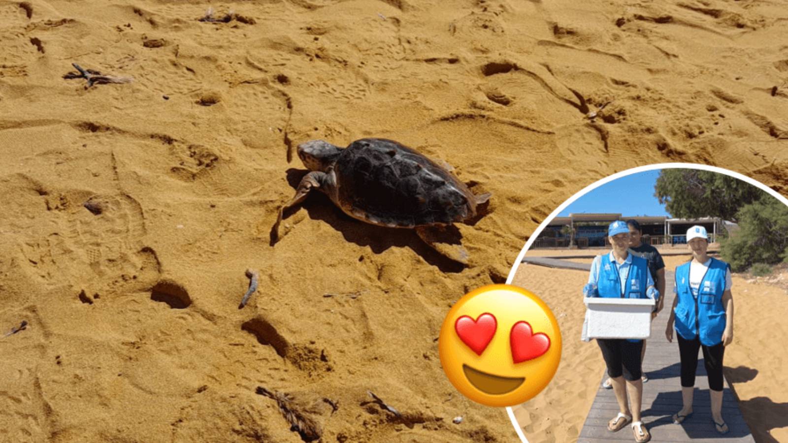 Go Claudette! Fully recovered young Loggerhead turtle released back to ...