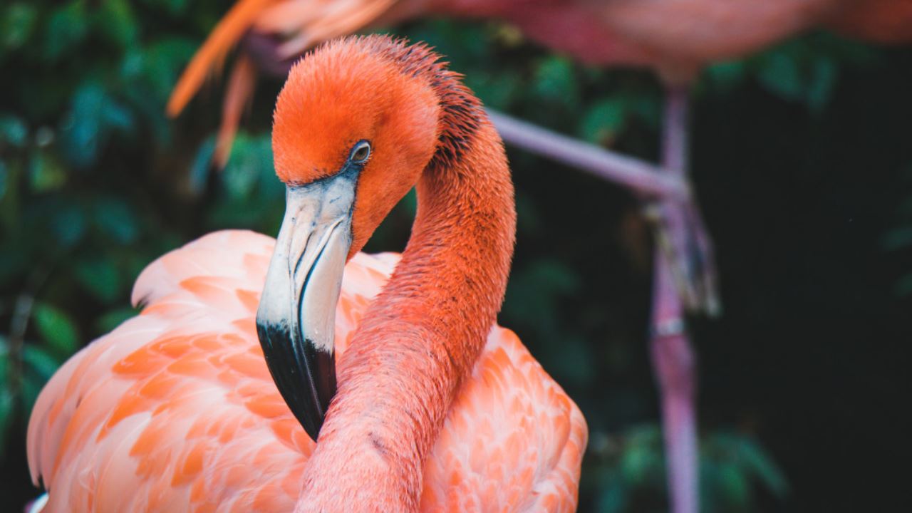 Pretty in pink: tomorrow morning you can watch these glorious Greater ...