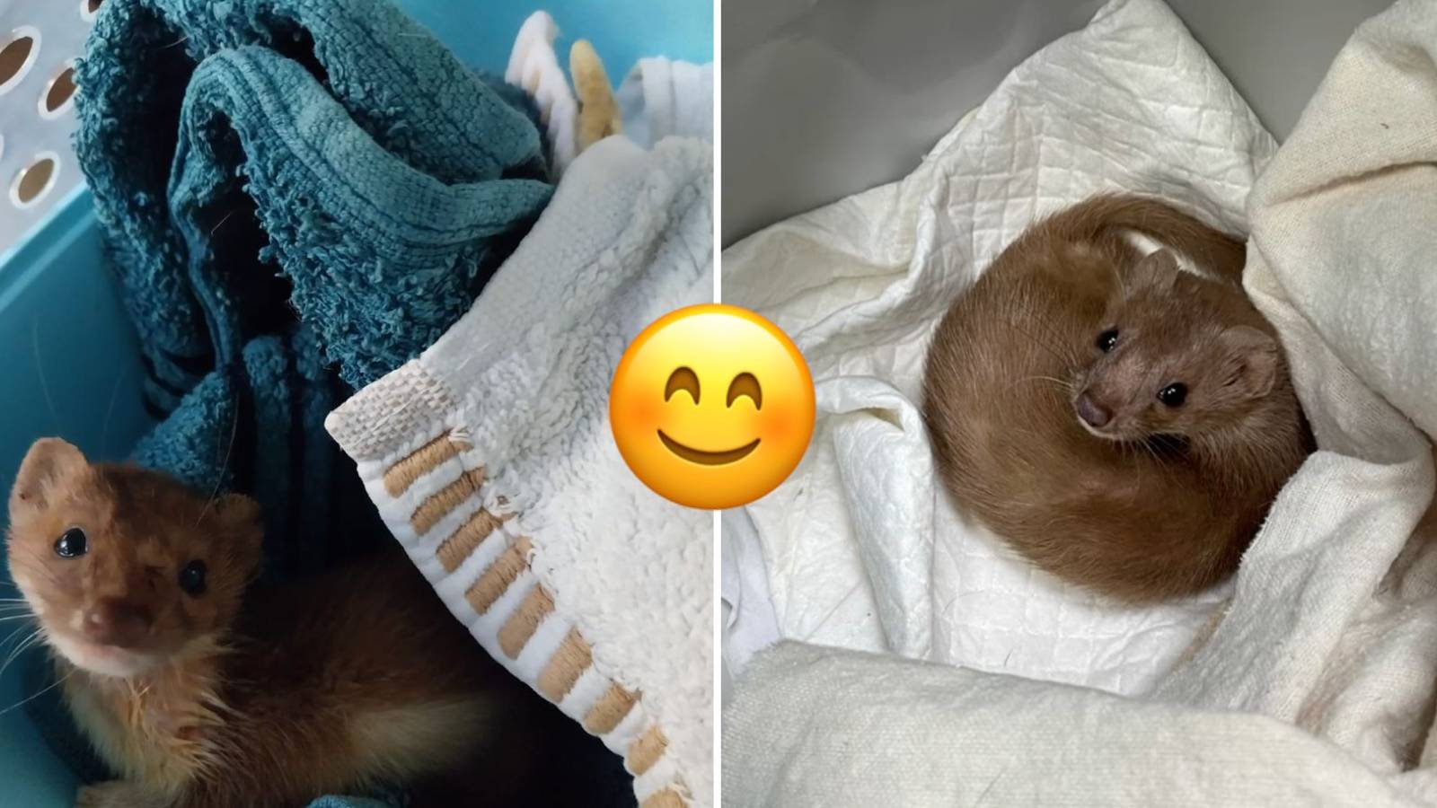Such a cutie! Winston the weasel makes a full recovery at Wildlife ...