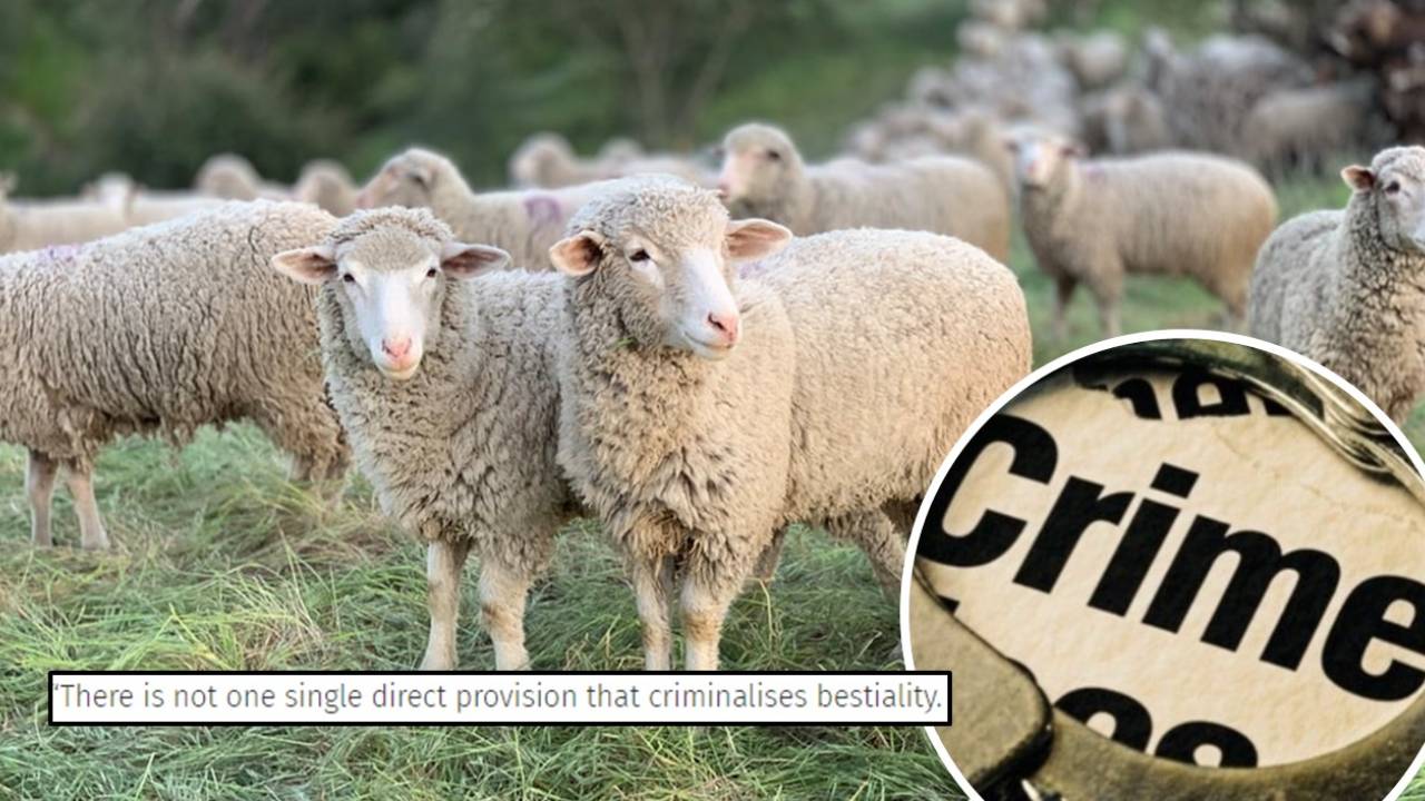 AAA calls for a revision of Maltese animal laws following this week’s ...
