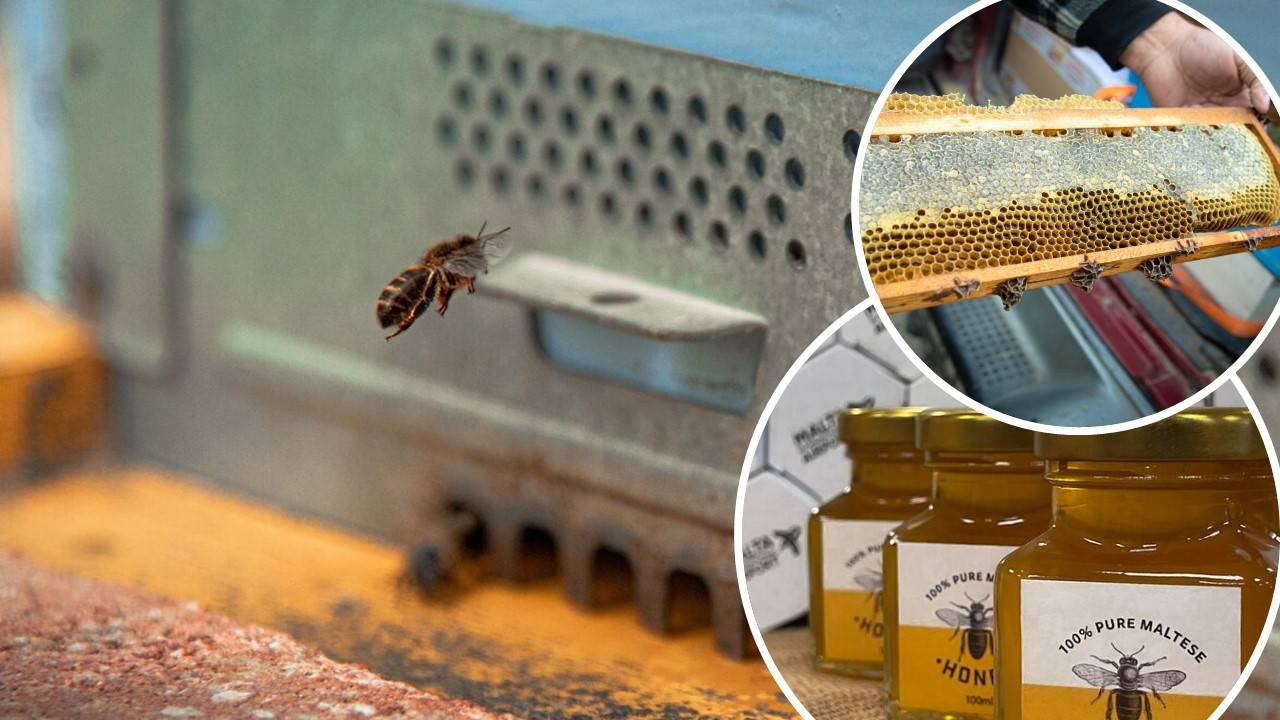 It’s World Bee Day! Here’s how the 750,000 bees at MIA’s apiaries help ...