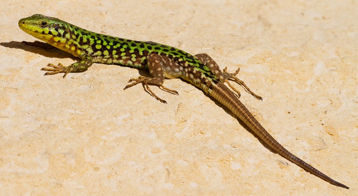 This wildlife photographer captures the hidden beauty of Malta’s ...