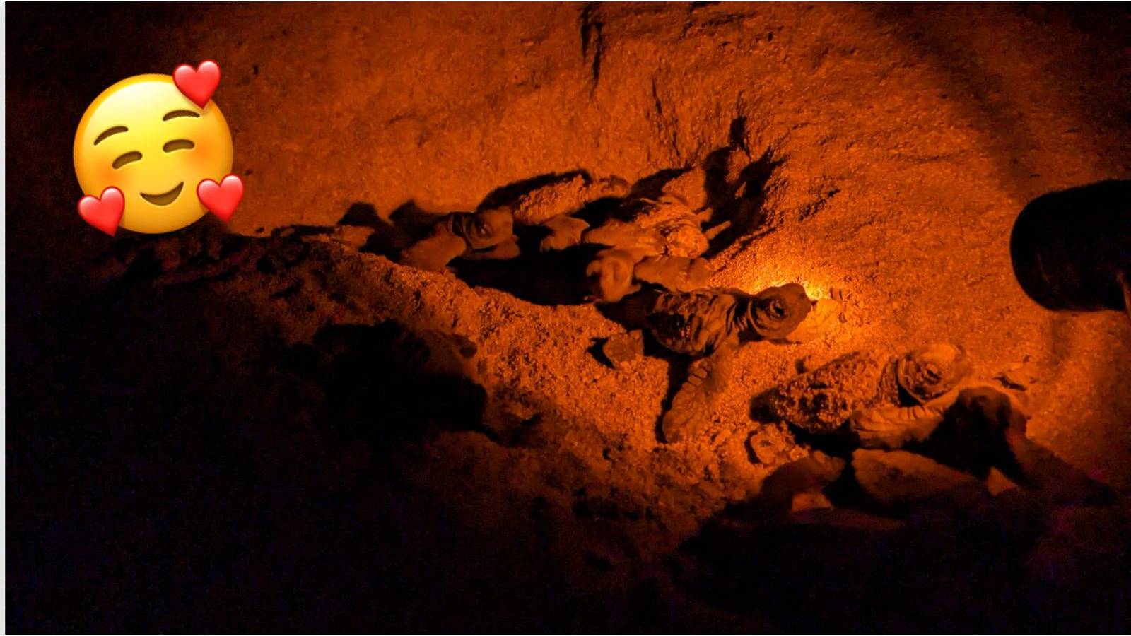 Watch them go! Malta welcomes its first 26 turtle hatchlings of 2025 at ...