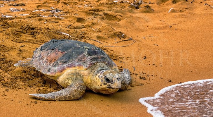 Watch adorable turtle being released back into the sea at Ramla Bay