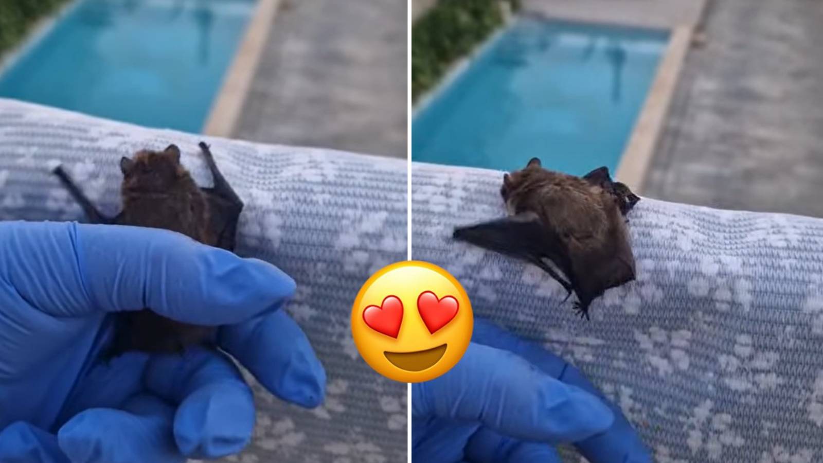 Meet ‘Mr Coving’! The tiny bat who gave a family in Malta a Halloween ...