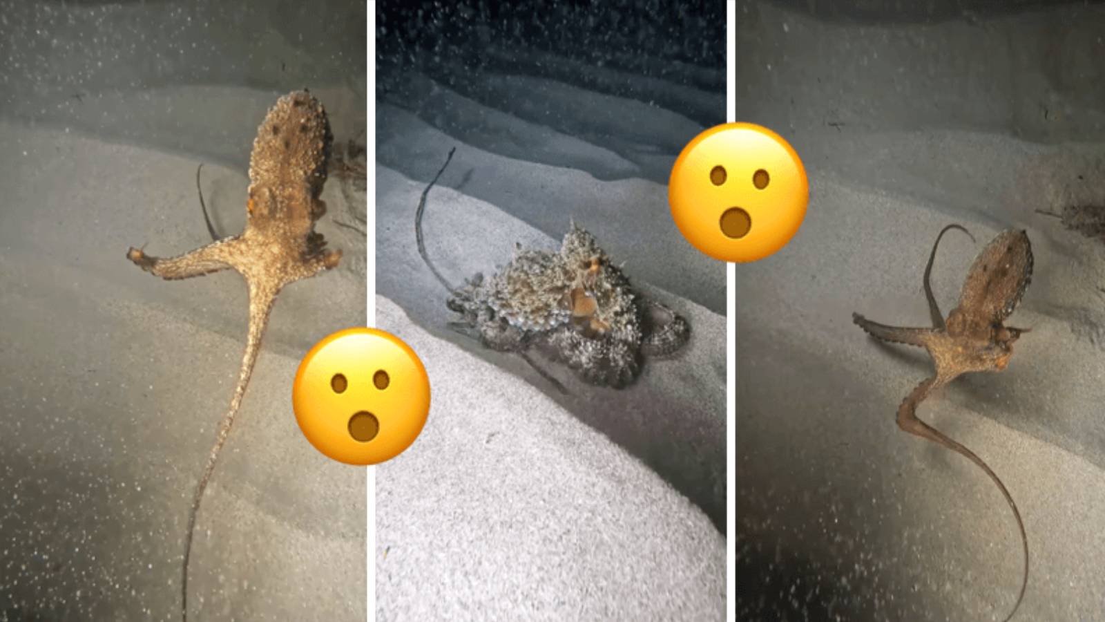 WATCH: Video taken in Maltese waters shows how octopuses sacrifice ...