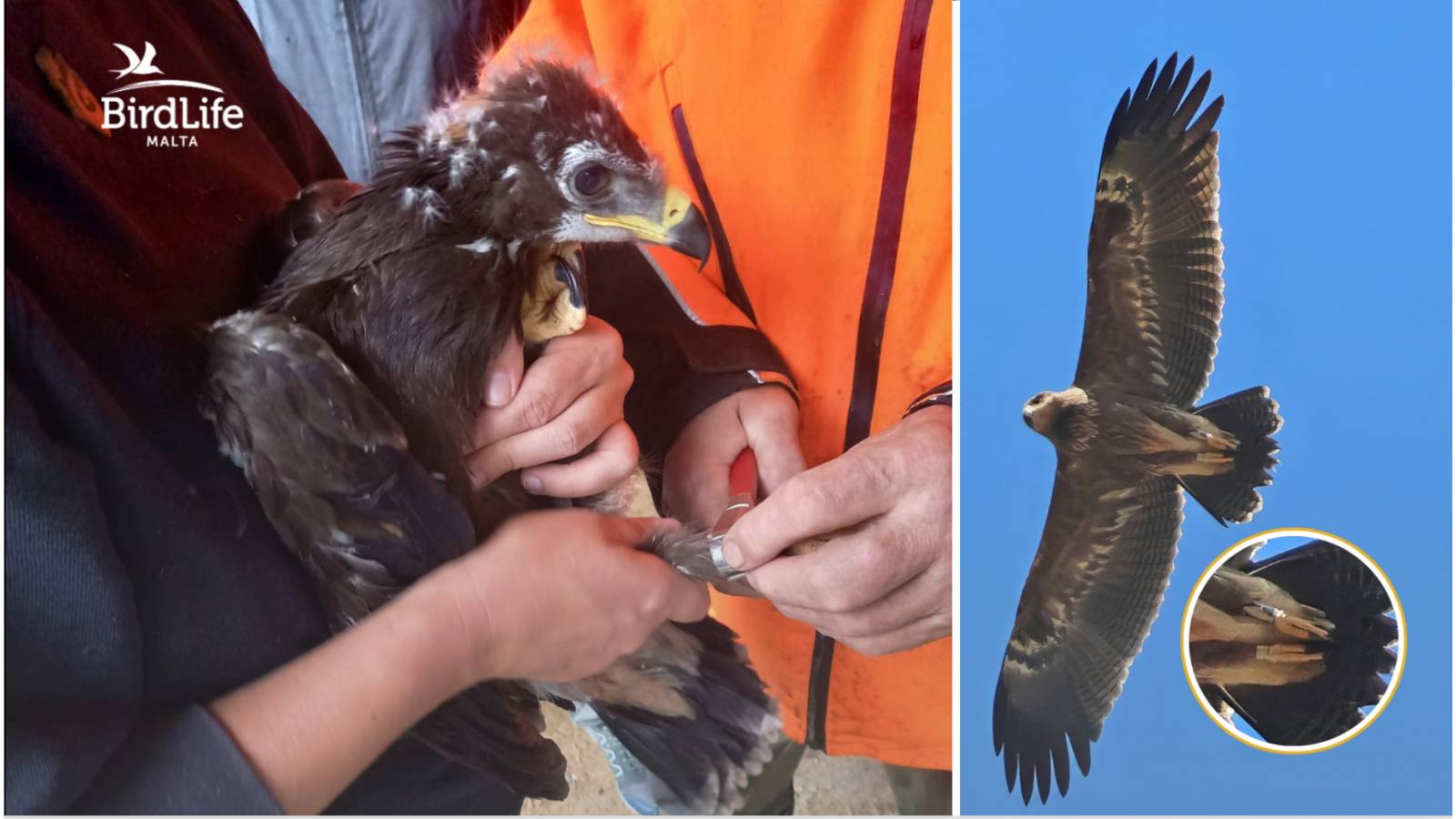 Soaring high! German-born Lesser Spotted Eagle seen flying over Buskett