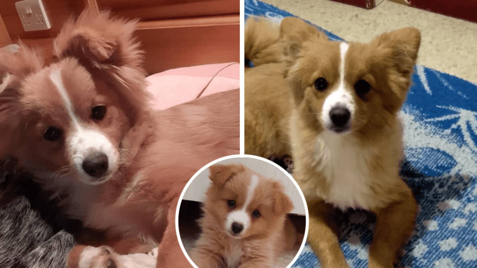 Dog known as ‘baby Max’ lost and in dire need of his medication