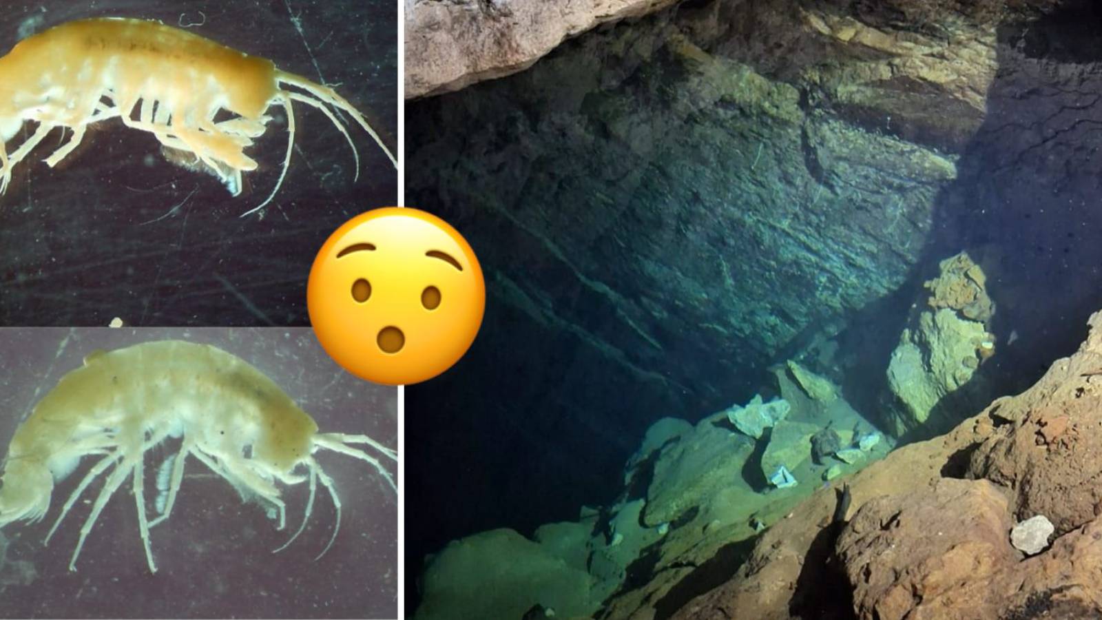 What a find! Rare blind shrimp discovered in St Julian’s submerged cave
