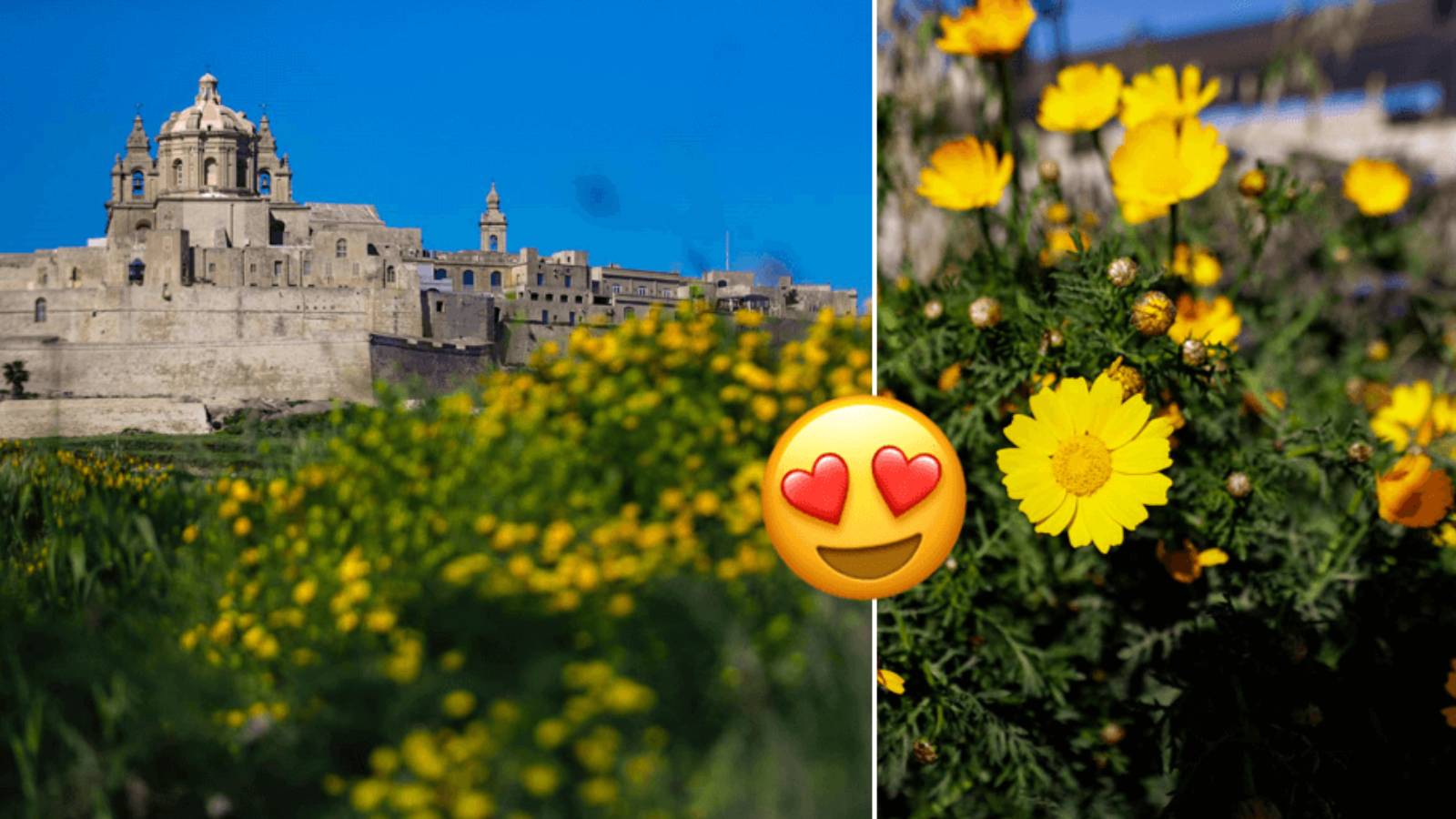 Exploring the beauty of the Crown Daisy! Discover one of Malta’s most ...
