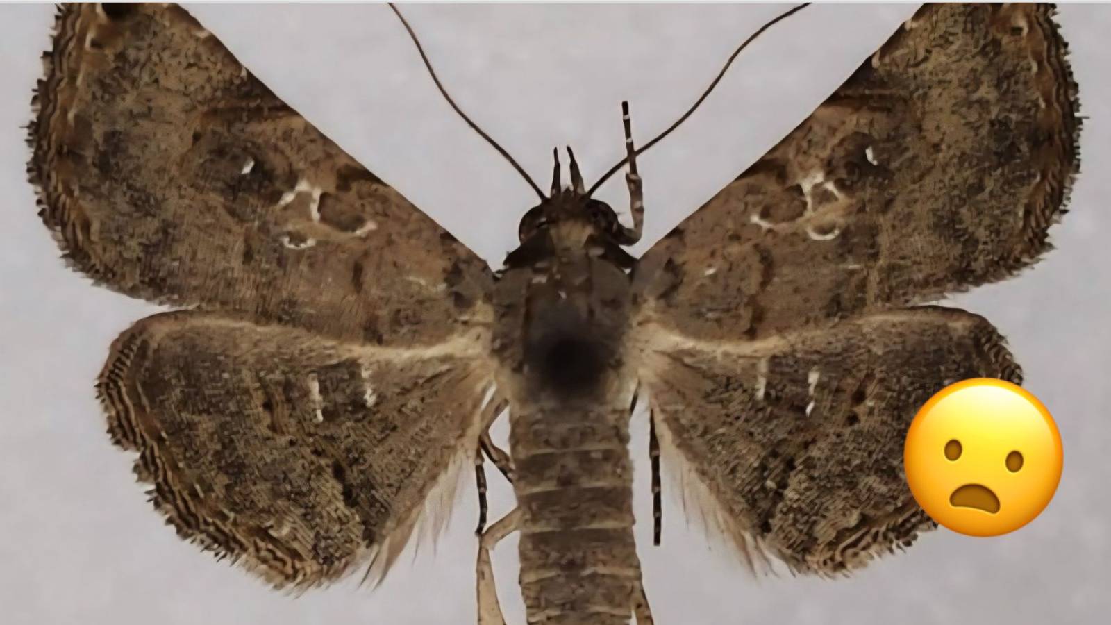 From tropics to Gozo! New moth species discovered in Malta marks first ...