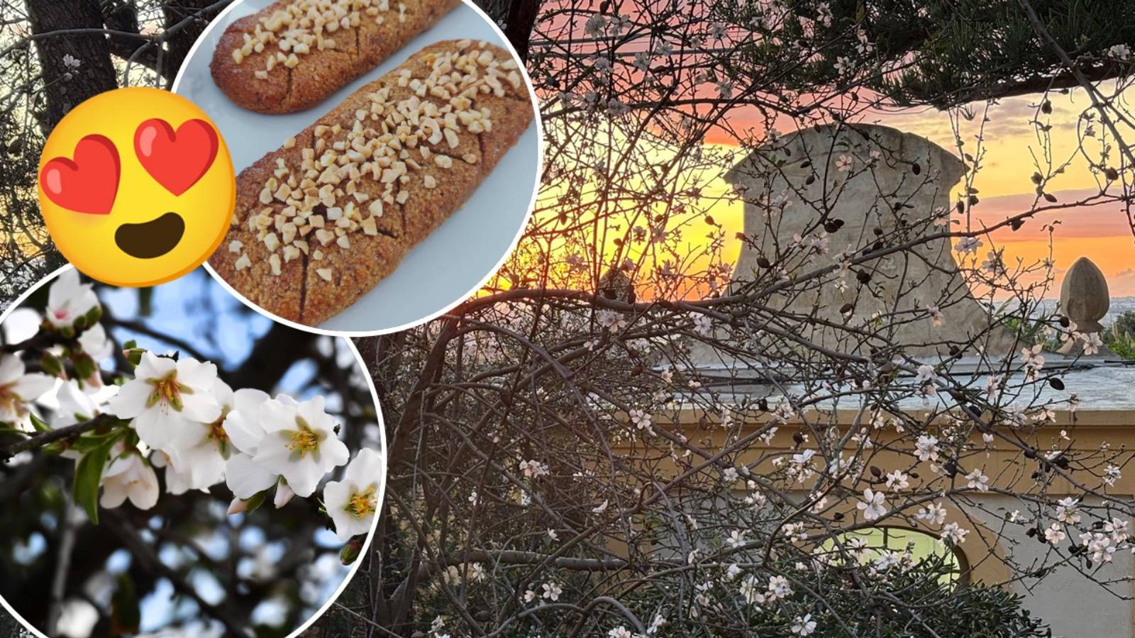 Spring incoming! Almond trees blossoming across Malta provide previews ...