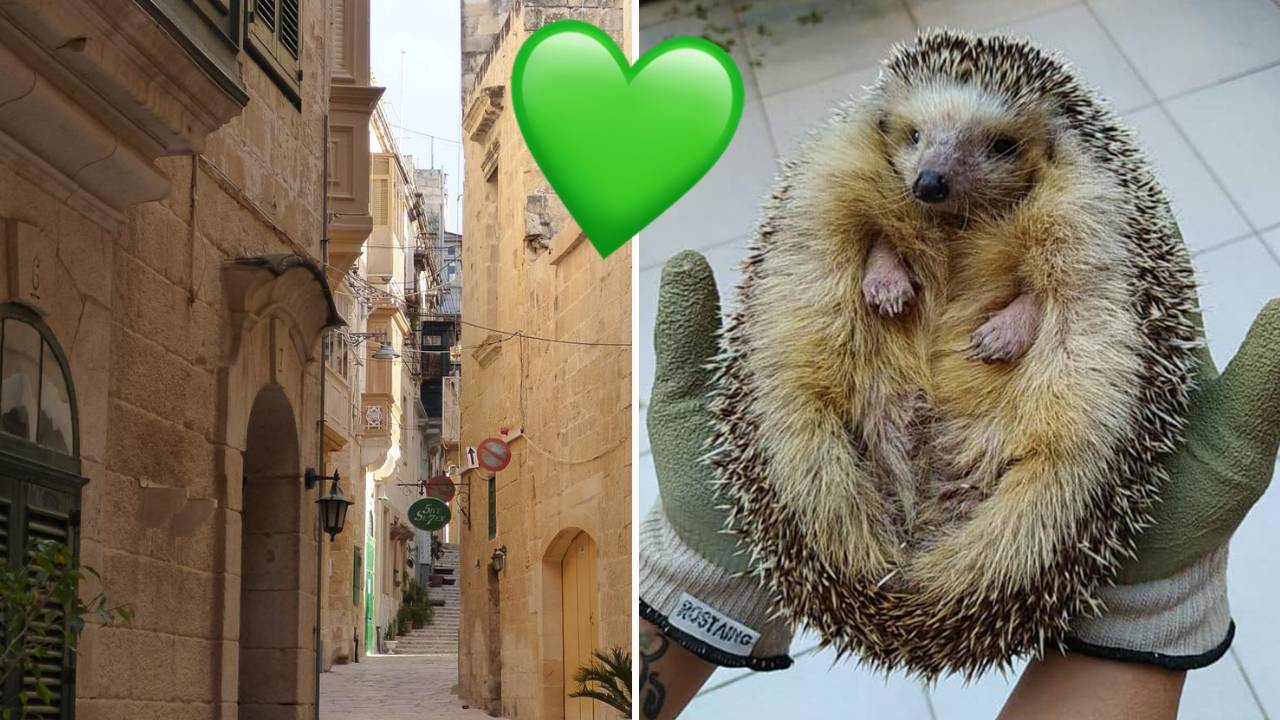 Garfield the ‘extremely obese’ hedgehog rescued by Malta’s Wildlife ...