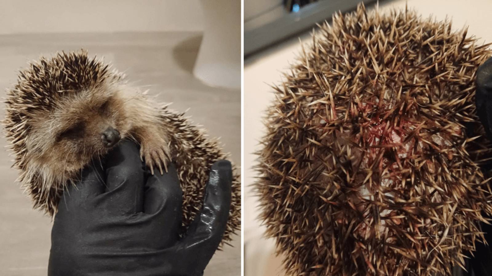 Going strong! Hedgehog rescued in Gozo after dog bite