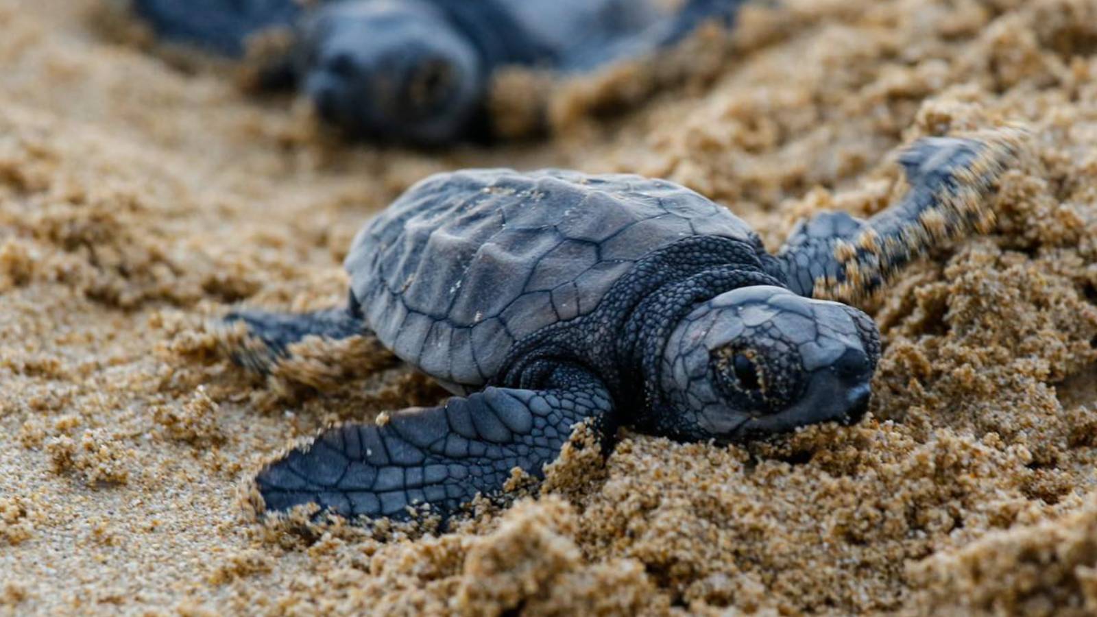 It’s World Sea Turtle Day! Celebrate by looking back at Malta’s turtle ...
